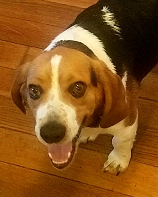 This Touching Moment Went Viral: A Man Saved A Beagle From Being Put ...